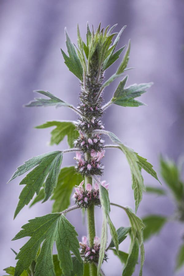 Leonurus Sibiricus or Motherwort Plant Stock Photo - Image of outdoors ...
