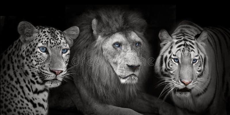 Leopad Delle Tigri Del Leone Immagine Stock - Immagine di grande ...