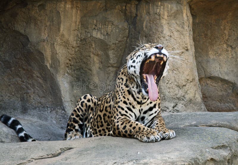 181 Scary Leopard Stock Photos - Free & Royalty-Free Stock Photos from ...