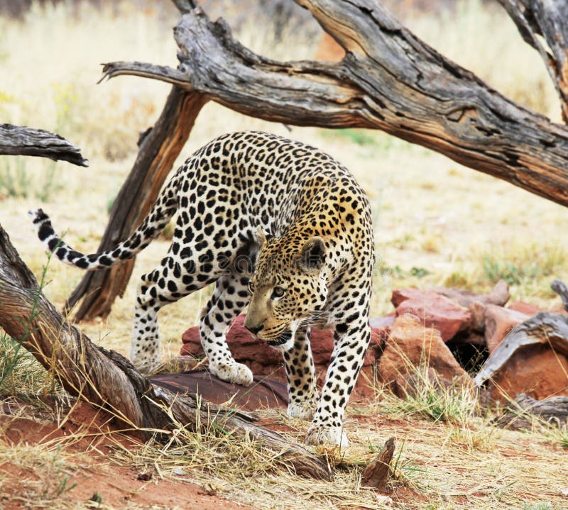 Leopard with its prey stock image. Image of prey, kill - 4391447