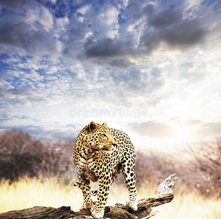 2,188 Leopard Sunset Stock Photos - Free & Royalty-Free Stock Photos ...