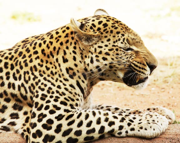 Leopard stock photo. Image of predatory, dotted, africat - 11348126