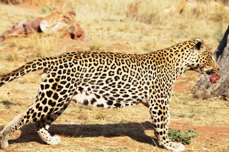 Leopard stock image. Image of hunt, predator, feline - 11375035