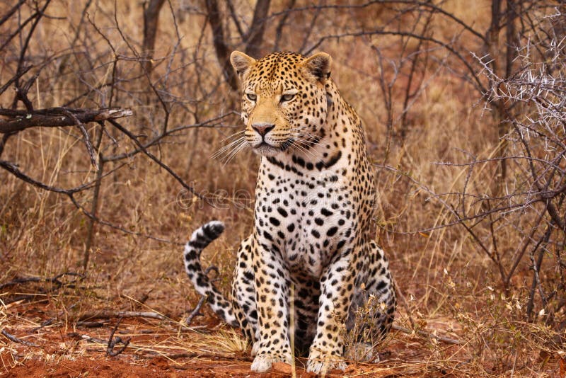 Leopard stock image. Image of feline, spot, white, nature - 11683523