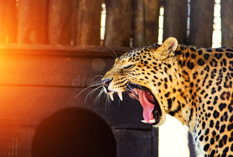 Leopard stock image. Image of danger, jaguar, beast - 150884623