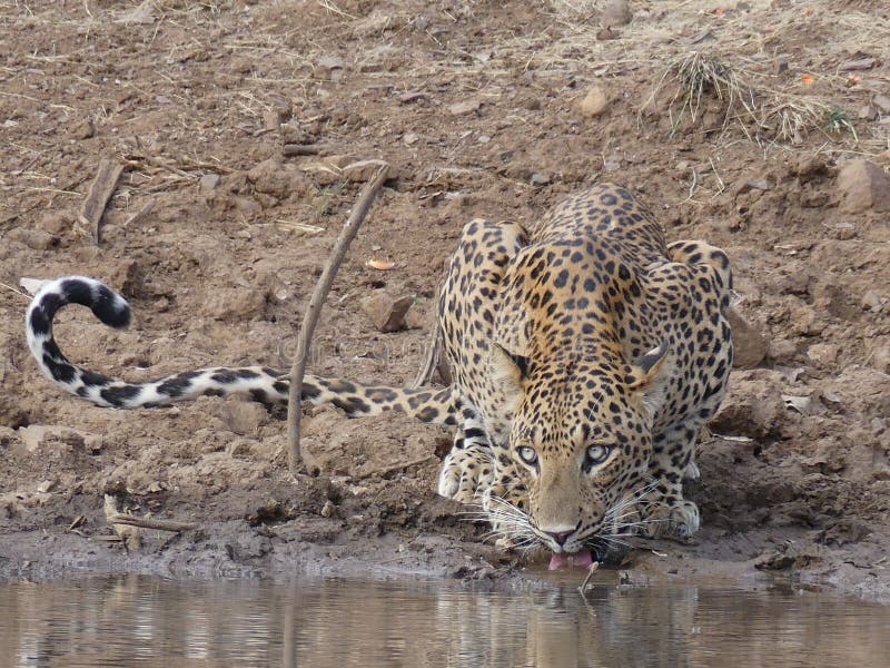 Leopard Drinking Water, Its Very Rare in Tiger County! Stock Photo ...