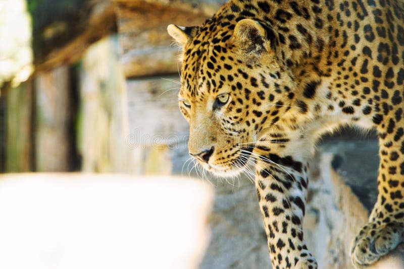 Leopard stock photo. Image of fast, nature, leopard - 156045272