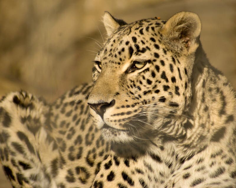 Leopard with teeth stock image. Image of snarl, intense - 3064697