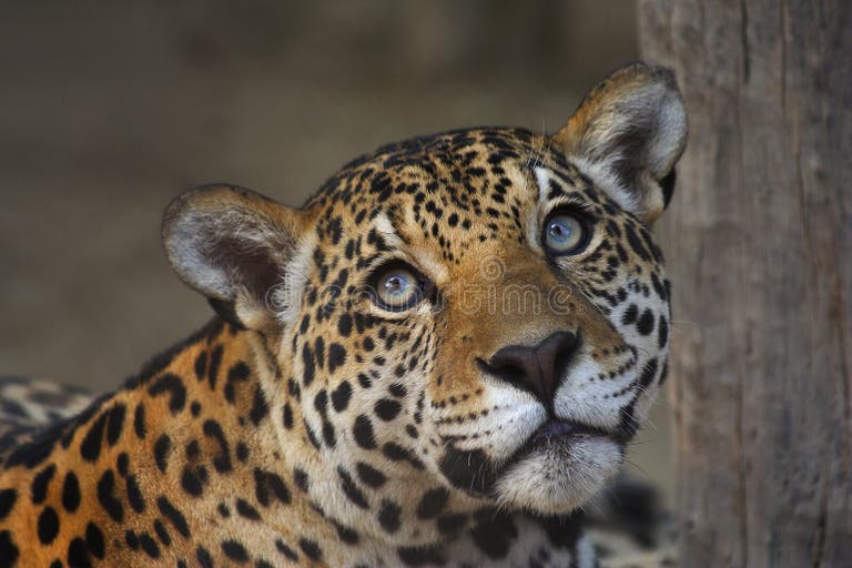 46,255 Leopard In The Wild Stock Photos - Free & Royalty-Free Stock ...