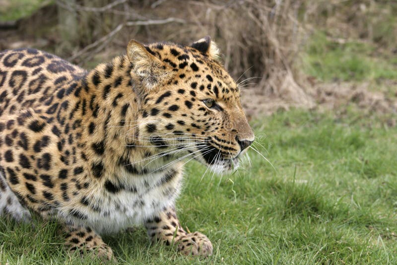 Leopard stock image. Image of hunter, faster, fast, carnivore - 2015257