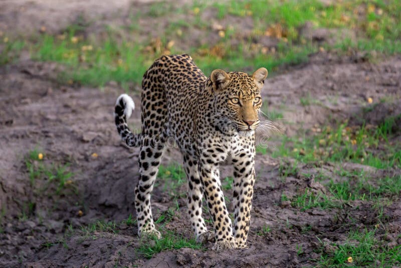 A hunting Leopard stock photo. Image of jagd, botswana - 202845718