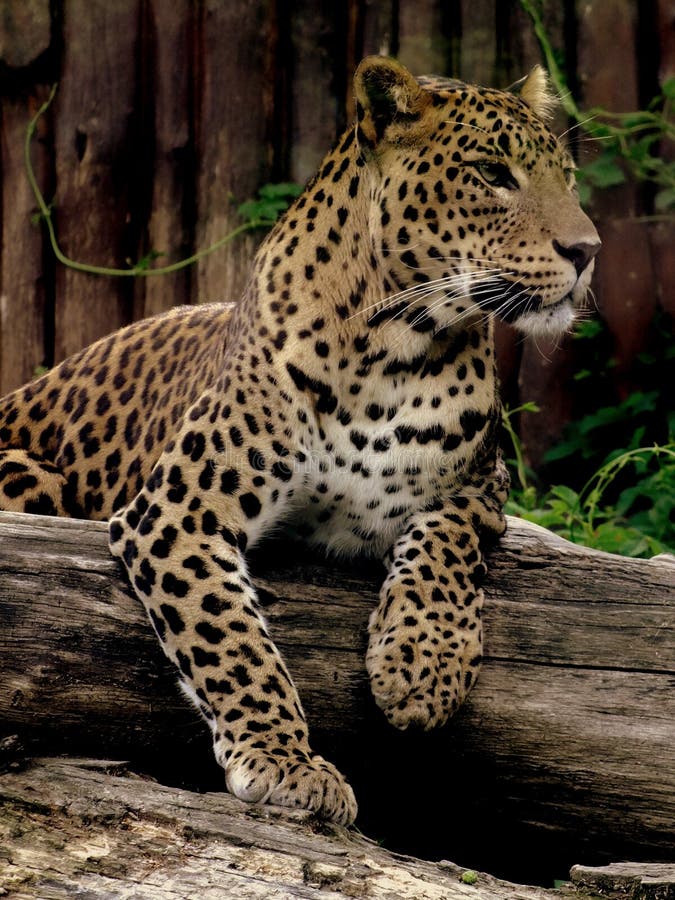 Leopard stock photo. Image of nature, reptile, beast - 21116174