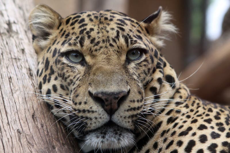 Clouded Leopard stock image. Image of clouded, predator - 22777993