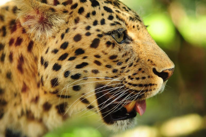 Loving Lions stock photo. Image of paws, female, national - 18802416