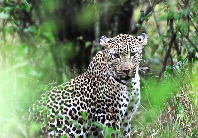 Leopard stock photo. Image of reserve, bloody, leopard - 22369188