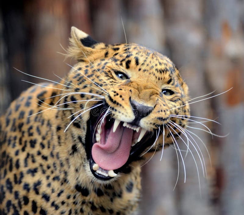Leopard stock image. Image of powerful, mammal, environment - 22380063
