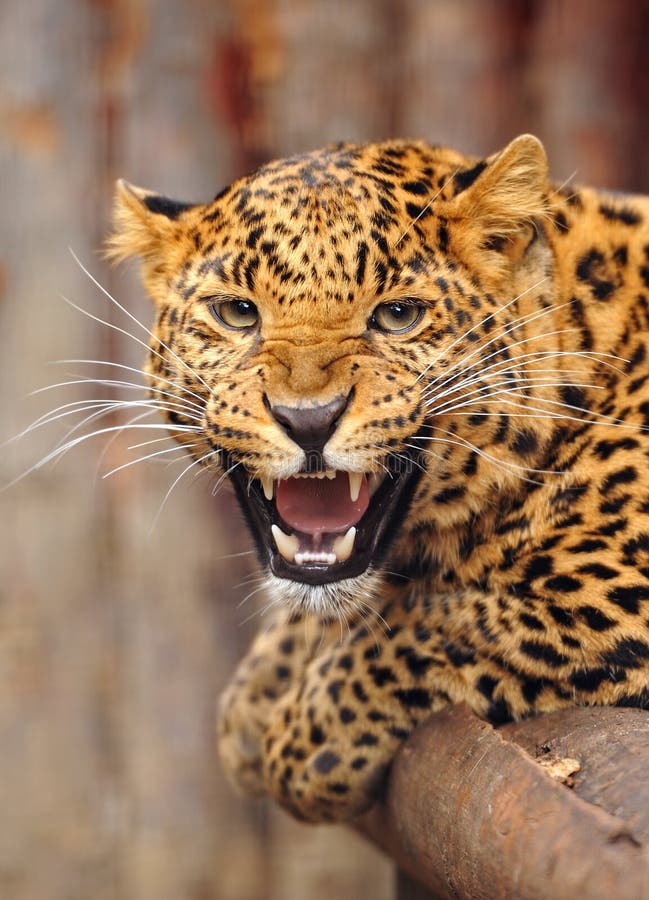 Leopard stock image. Image of mammal, proud, animals - 28701007