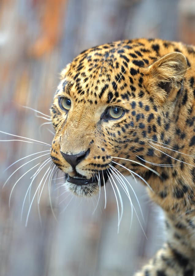 Leopard stock photo. Image of leopard, beasts, jaguar - 22750736