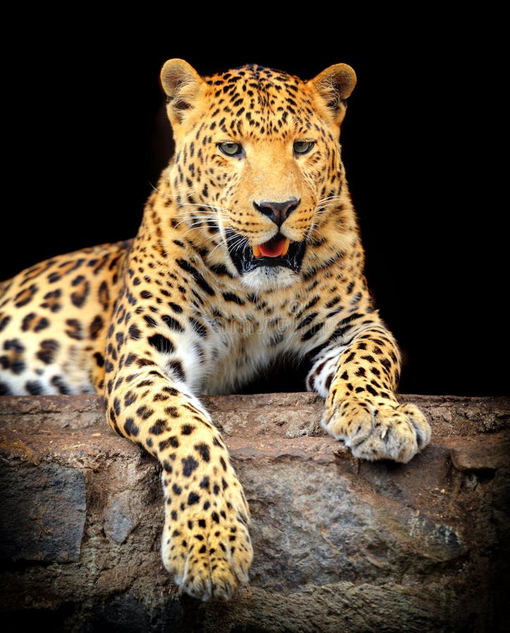 Leopard stock photo. Image of focused, orange, nature - 13619750