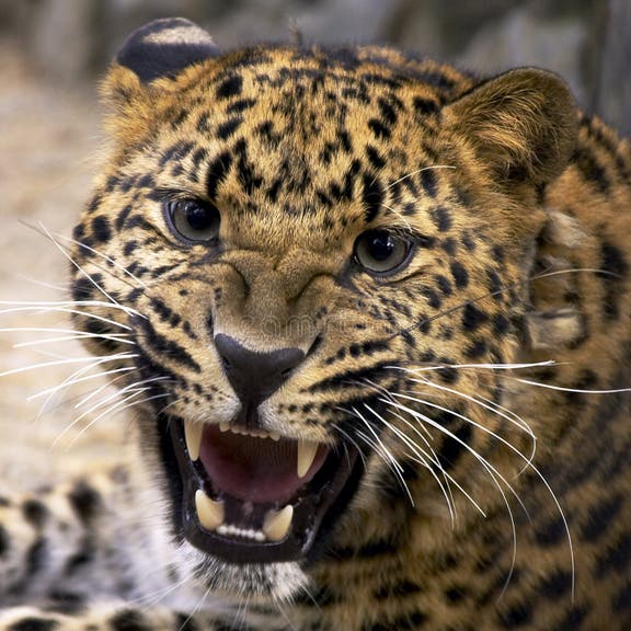 Leopard stock image. Image of fast, hunter, close, leopard - 269525