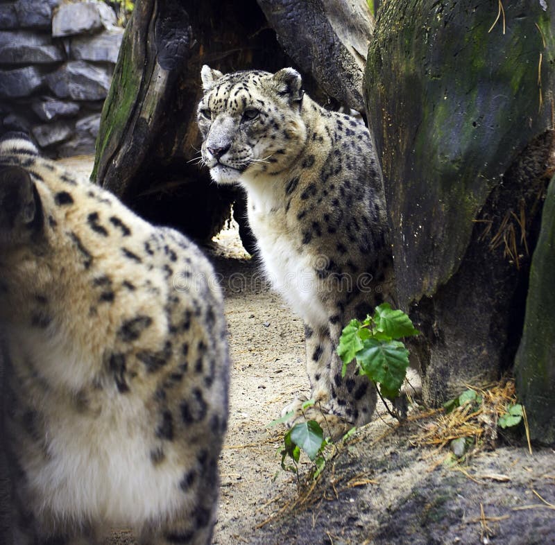 Snow Leopard stock image. Image of sadness, mammal, mountains - 382023