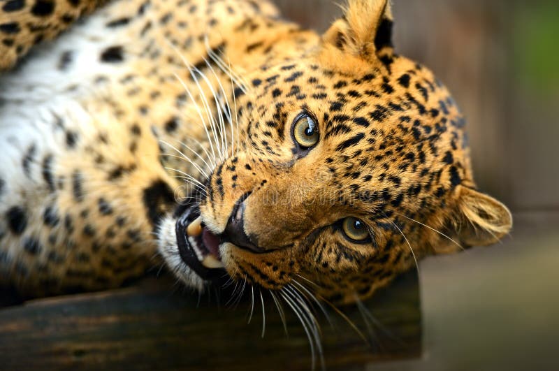 Leopard stock image. Image of proud, muzzle, portrait - 27416987