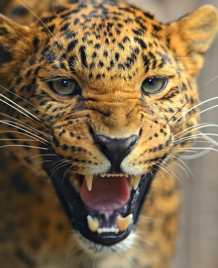 Leopard stock image. Image of mammal, proud, animals - 28701007