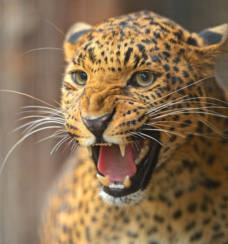 Leopard stock photo. Image of threatening, nature, dangerous - 27743952