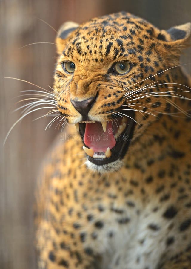 Leopard stock image. Image of muzzle, outdoors, proud - 27743959