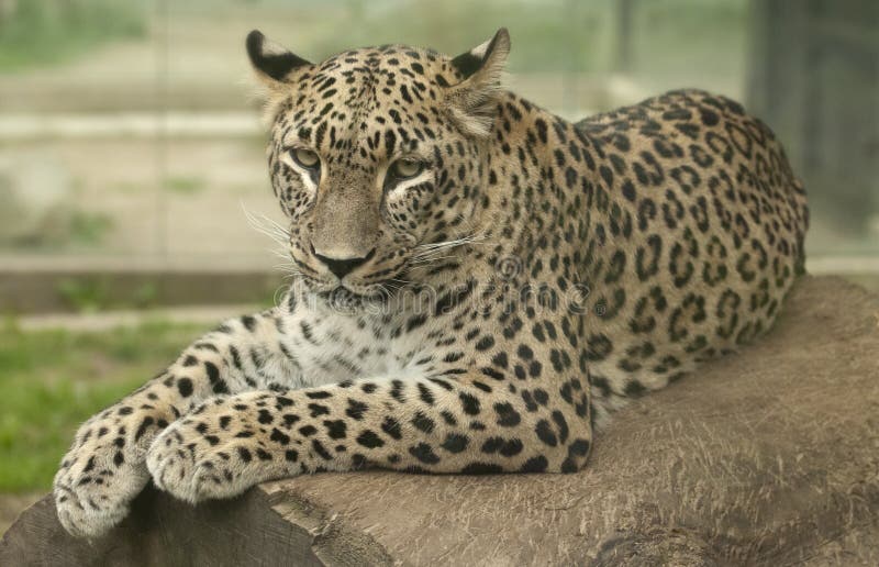 Leopard stock photo. Image of leopard, beast, animal - 28063416