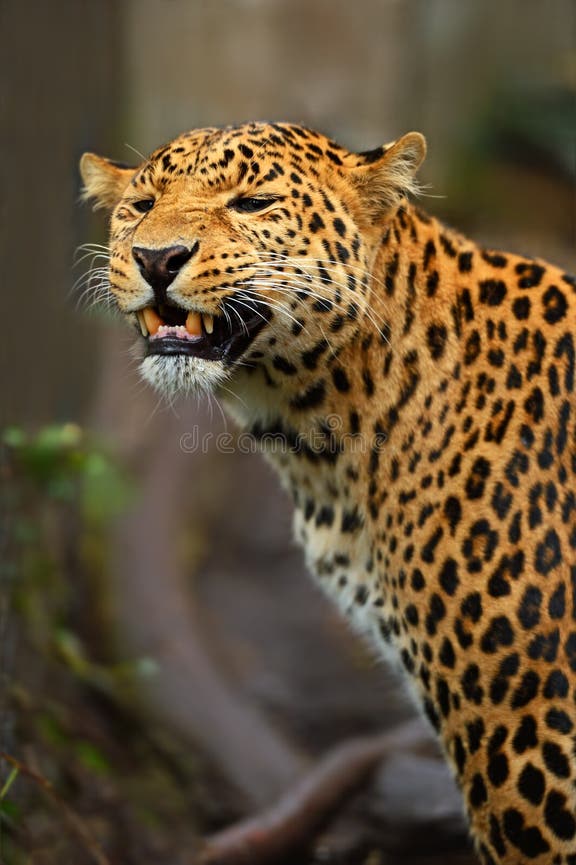 Leopard stock image. Image of muzzle, habitat, beasts - 28206685