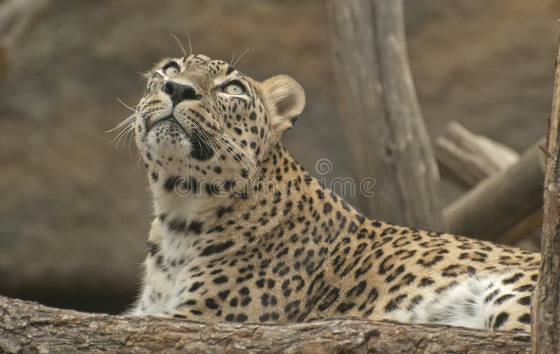 Leopard stock image. Image of unique, wild, animal, mammal - 28234203