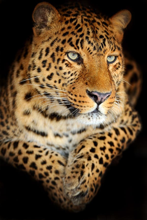 Leopard stock image. Image of mammal, proud, animals - 28701007