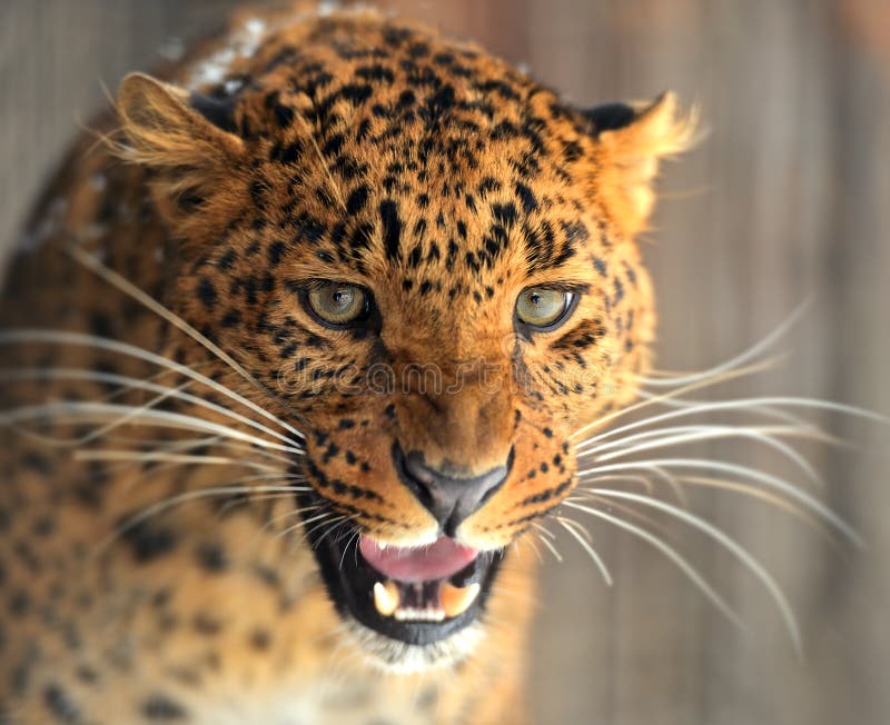 Leopard stock image. Image of leopard, dangerous, behavior - 28588821
