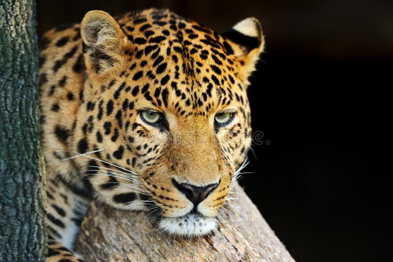 Leopard stock image. Image of predatory, beast, proud - 28589035