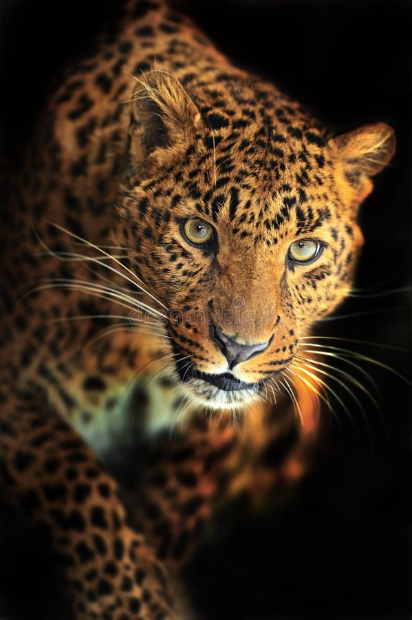 Leopard stock image. Image of mammal, proud, animals - 28701007