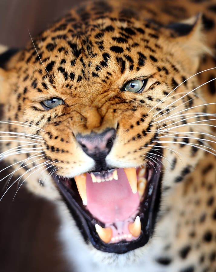 Angry leopard stock image. Image of animals, black, fast - 156044503