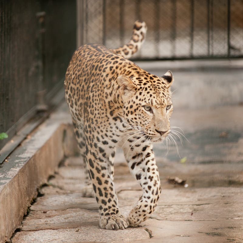 Leopard stock image. Image of fast, leopard, floor, life - 29354013