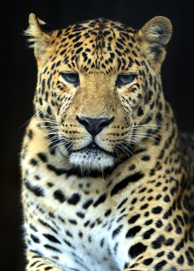 Leopard stock photo. Image of amur, portrait, summer - 34648602