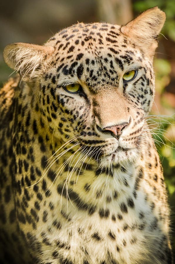 Leopard - Panther - Panthera Pardus Stock Image - Image of cats, africa ...
