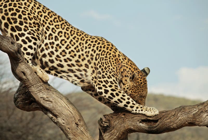 Leopard stock photo. Image of wilderness, africat, dotted - 54177042