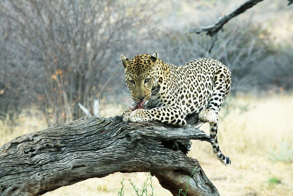Leopard stock photo. Image of dotted, predator, close - 54180162
