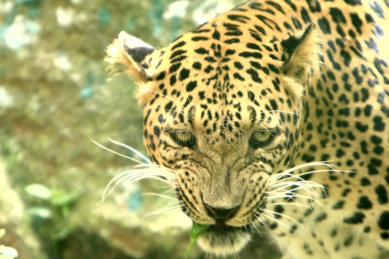 Leopard stock photo. Image of gaze, calm, fierce, jungle - 6026292