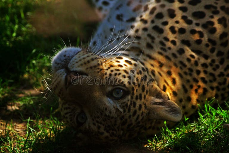 2,794 Leopard Nose Stock Photos - Free & Royalty-Free Stock Photos from ...