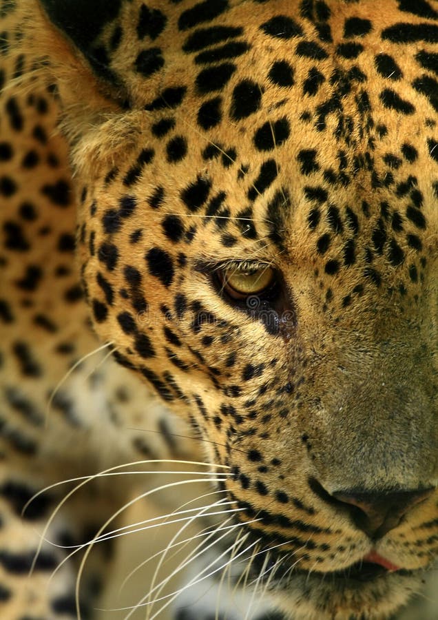 Leopard stock image. Image of mammal, proud, animals - 28701007