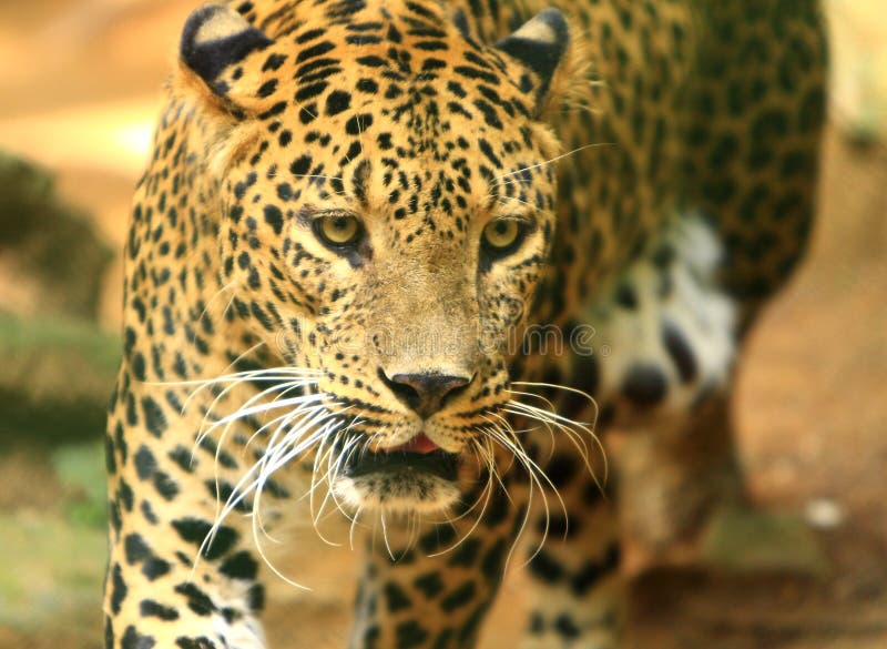 Leopard Picture. Image: 7007976
