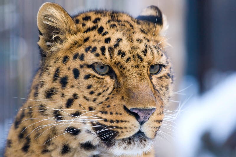 Snow leopard stock image. Image of mammal, lonely, leopard - 4676585