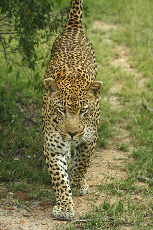 Leopard scent marking stock photo. Image of scent, safari - 19534218