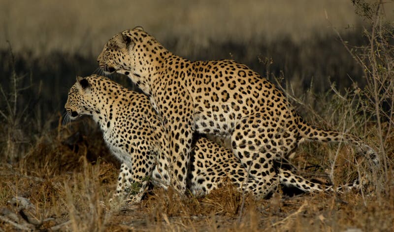 Leopard and cub stock image. Image of south, drinking - 15813519