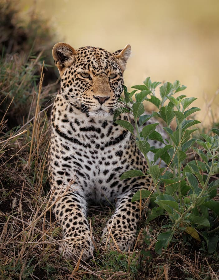 A Leopard in Africa stock photo. Image of fish, grand - 263281152